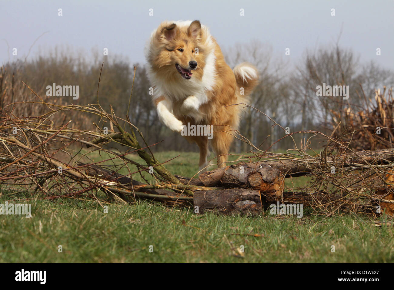 Dog Rough Collie / Scottish Collie adult (sable white) jumping an ...