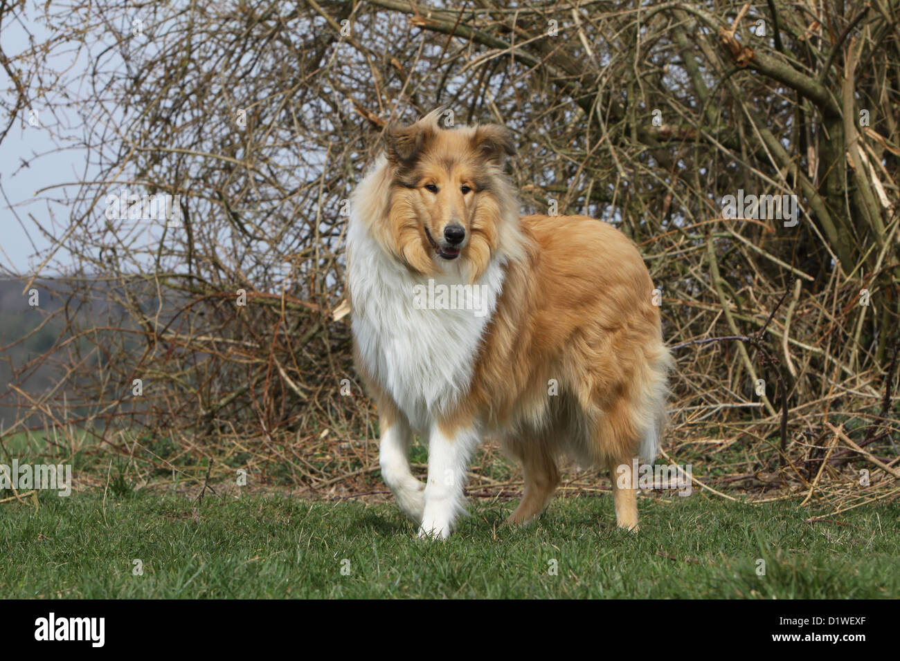 Sable rough collie hi-res stock photography and images - Alamy