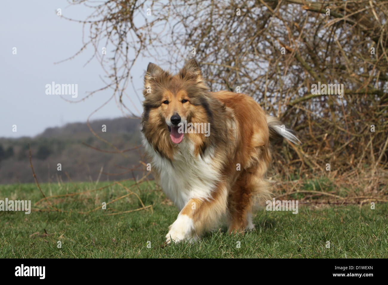 Dog Rough Collie / Scottish Collie adult standing (sable white Stock ...