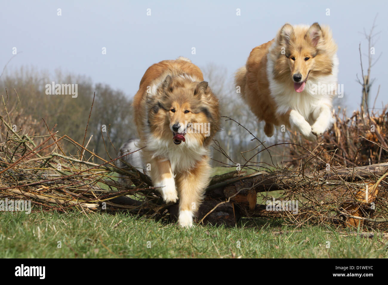 Dog Rough Collie / Scottish Collie two adults (sable white) jumping an ...