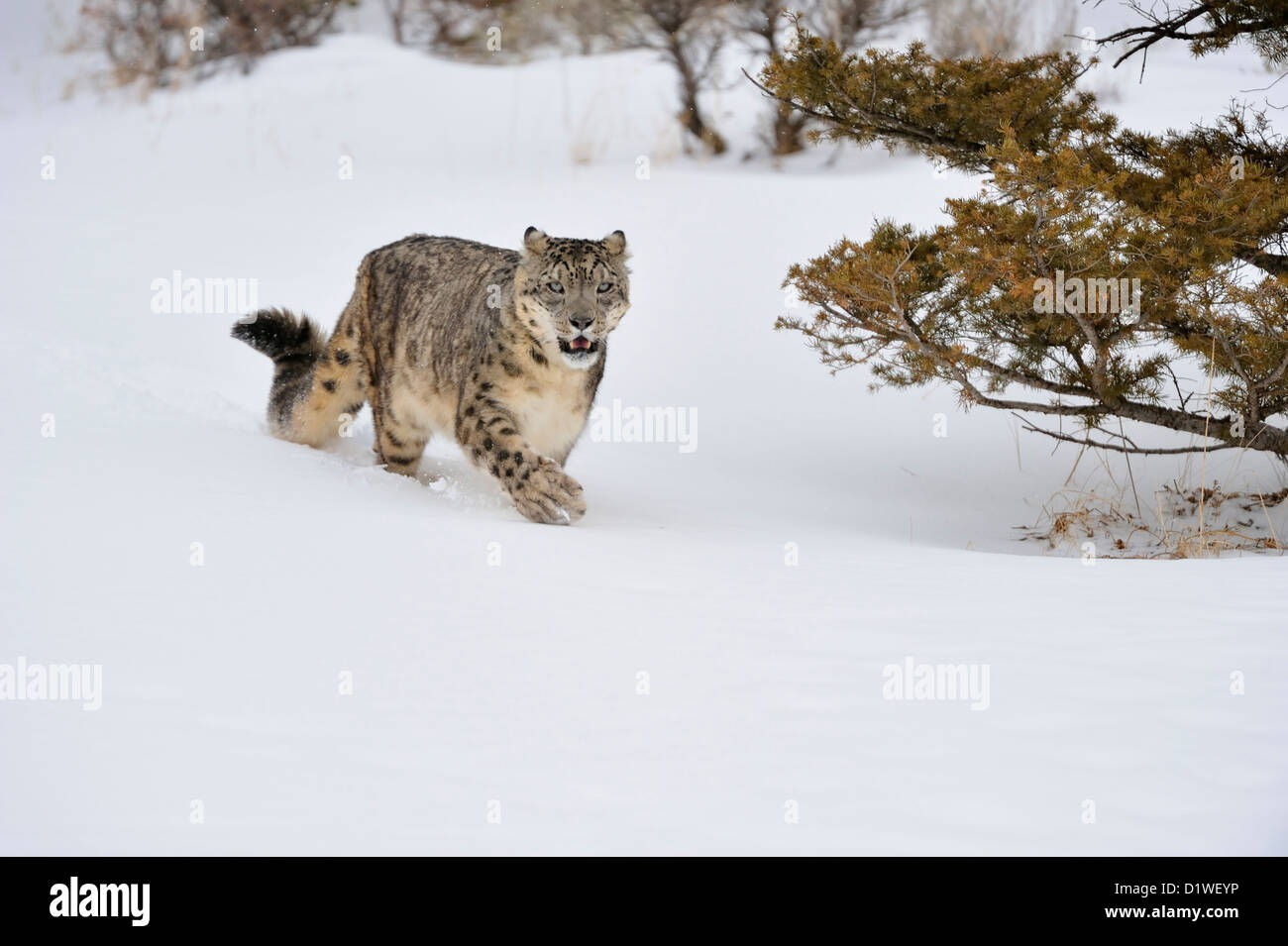 Charging leopard hi-res stock photography and images - Alamy