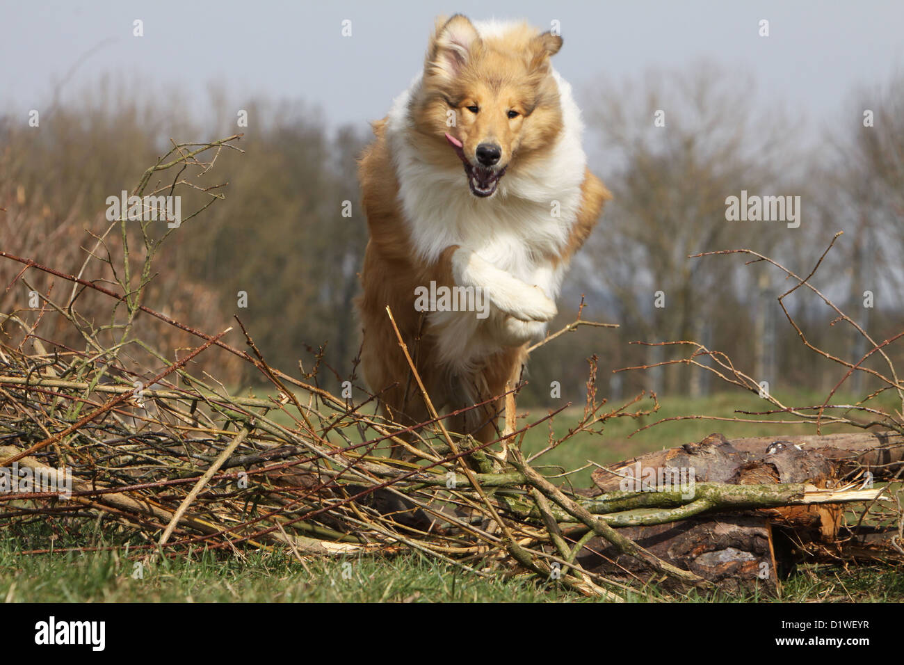 Dog Rough Collie / Scottish Collie adult (sable white) jumping an ...