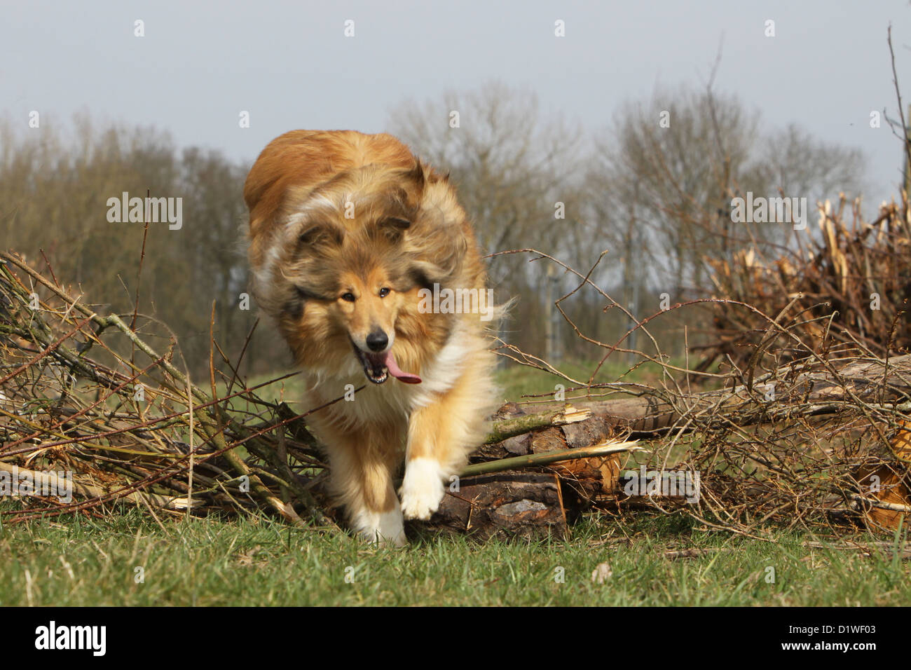 Collie rough dog jumping obstacle hi-res stock photography and images ...