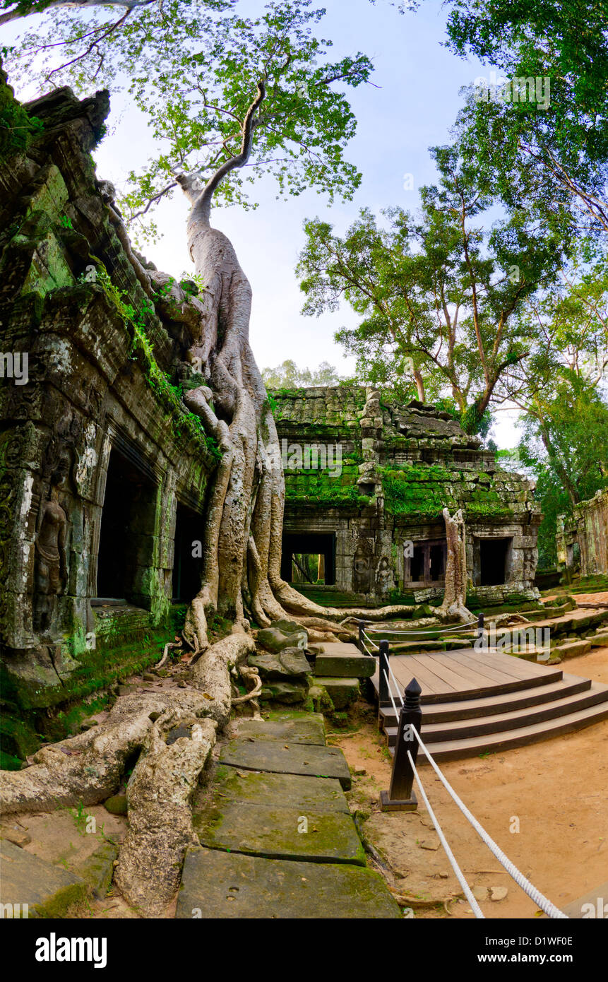 Angkor wat ta tree roots hi-res stock photography and images - Alamy
