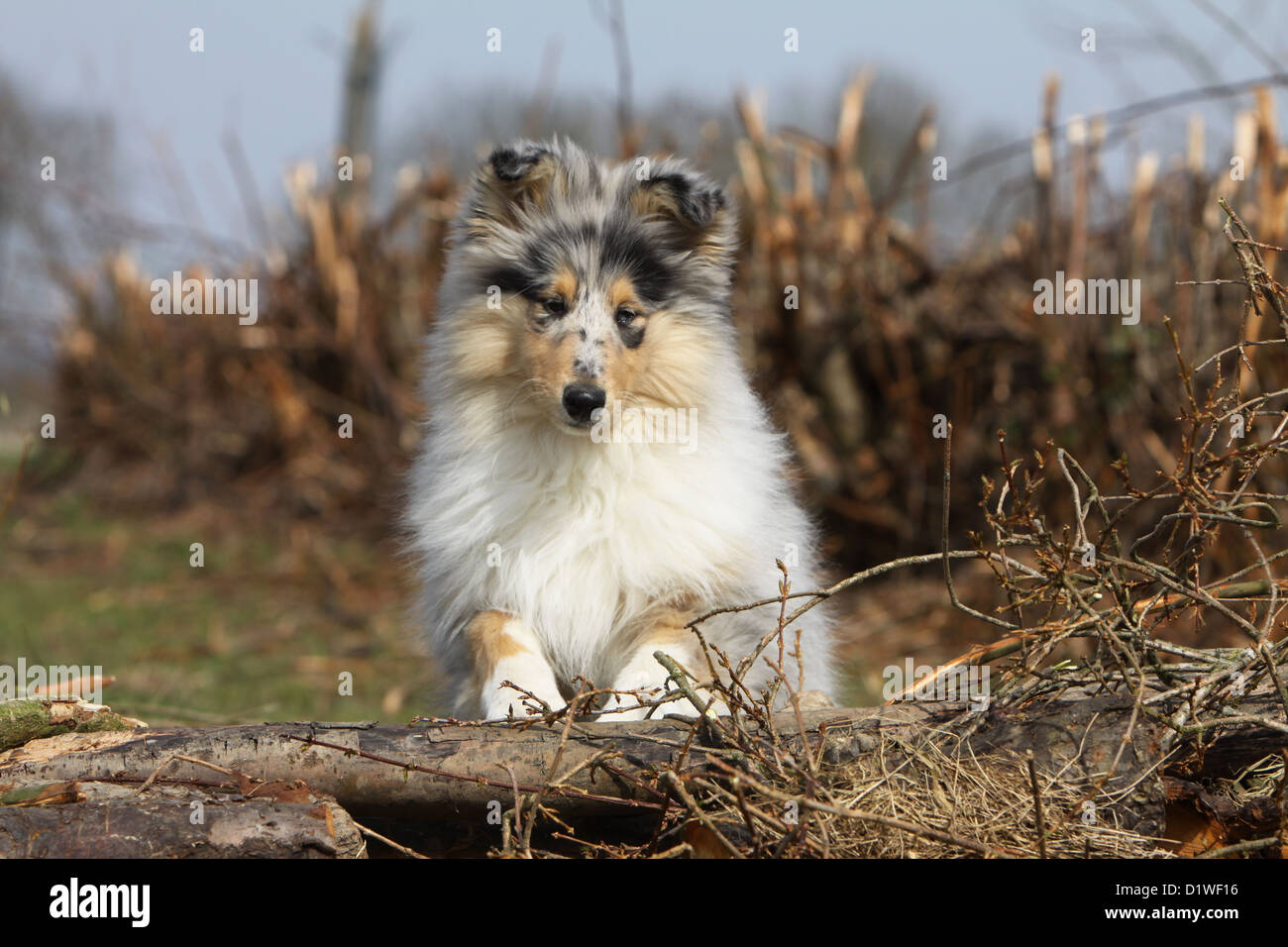 Dog Rough Collie / Scottish Collie puppy (blue Merle) standing on a ...