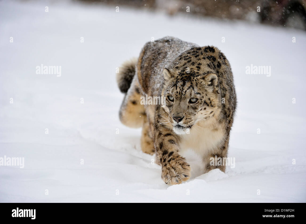 Charging leopard hi-res stock photography and images - Alamy