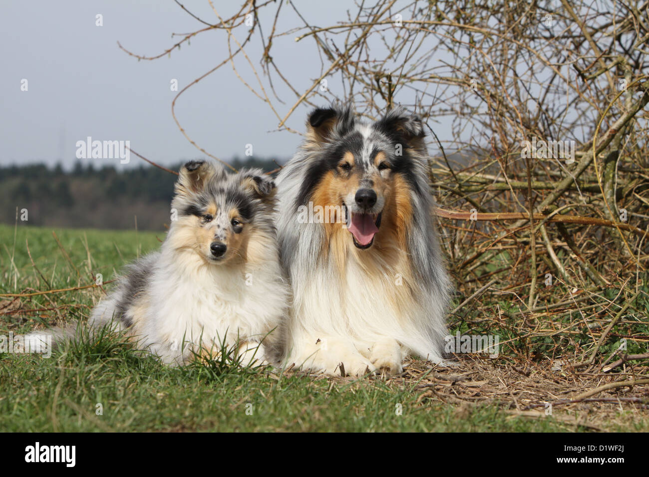 Dog Rough Collie / Scottish Collie adult and puppy (blue Merle Stock ...