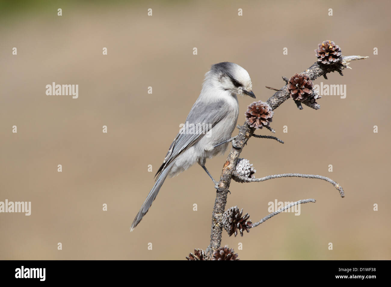 Whiskey Jack Birds High Resolution Stock Photography and Images - Alamy