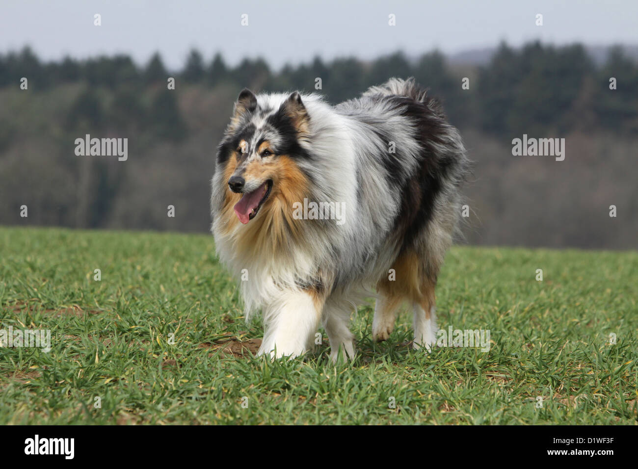 Dog Rough Collie / Scottish Collie adult (blue Merle) running in a ...
