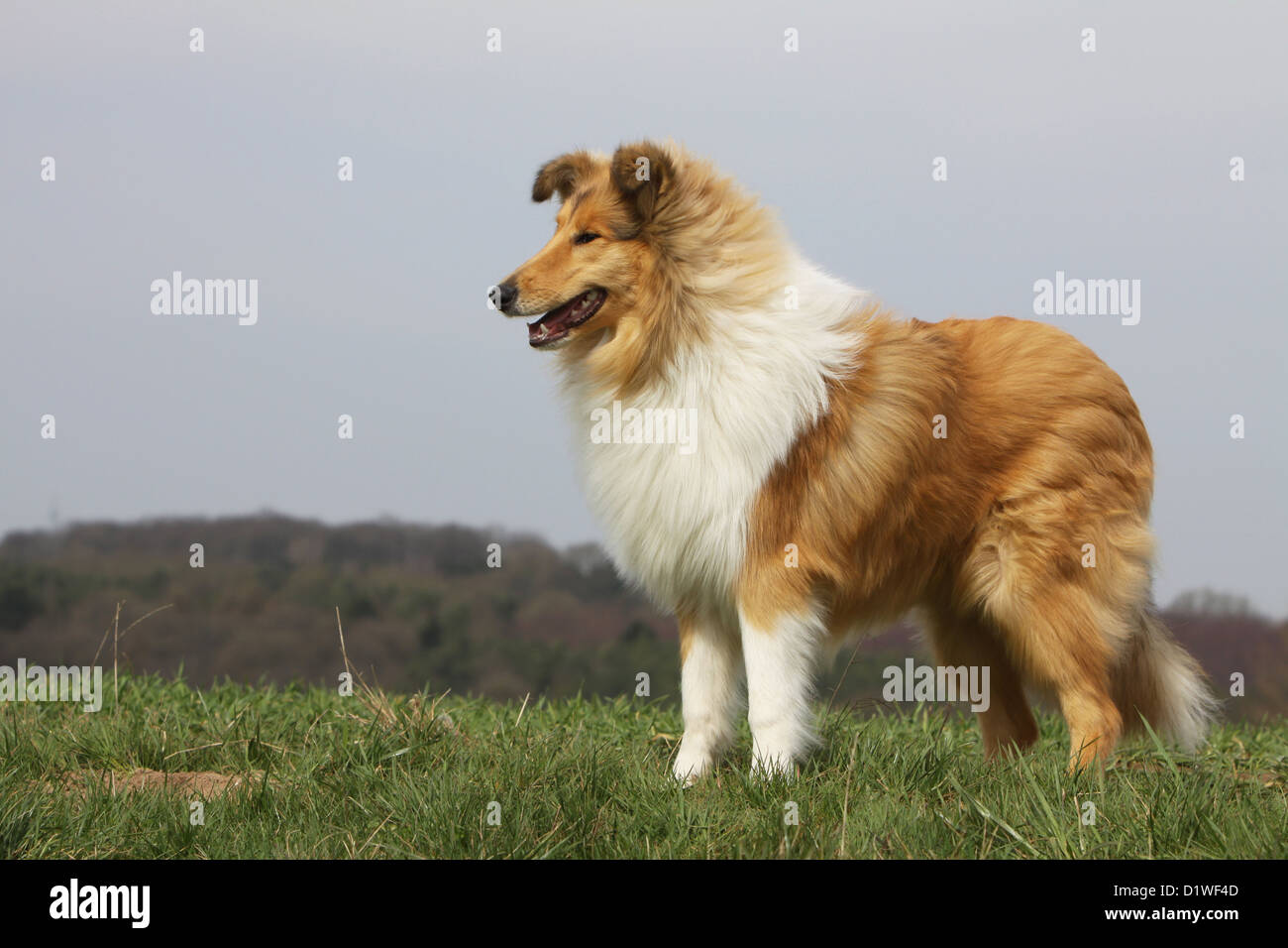 Dog Rough Collie / Scottish Collie adult standing (sable white Stock ...