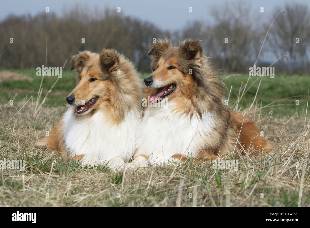 Dog Rough Collie / Scottish Collie two adults (sable white) lying in a ...