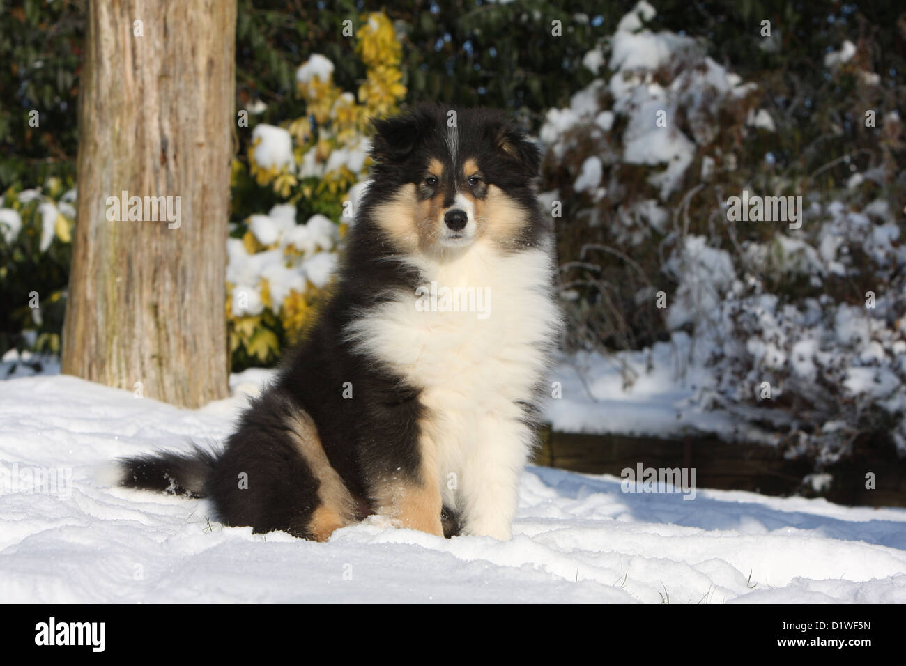 Dog Rough Collie / Scottish Collie puppy (tricolor) sitting in snow ...