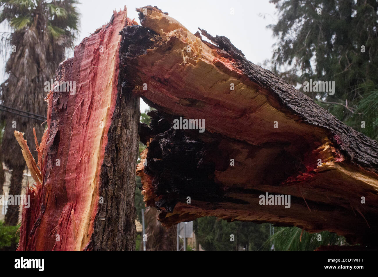 A tree broken by extreme winds lands on a pedestrian sidewalk as a ...