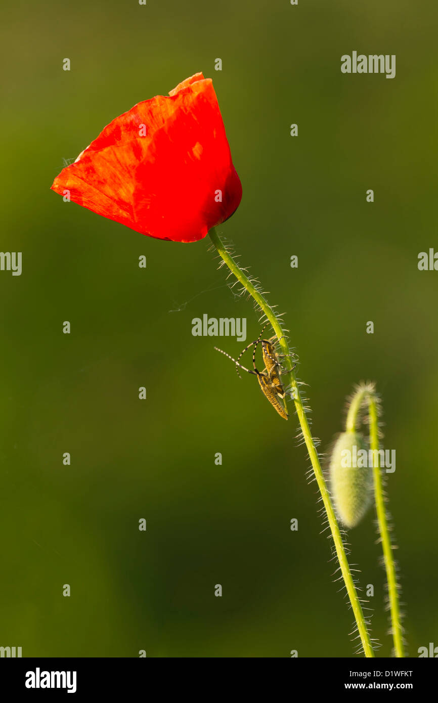 Beautiful poppy with love longhorn beetles Stock Photo - Alamy