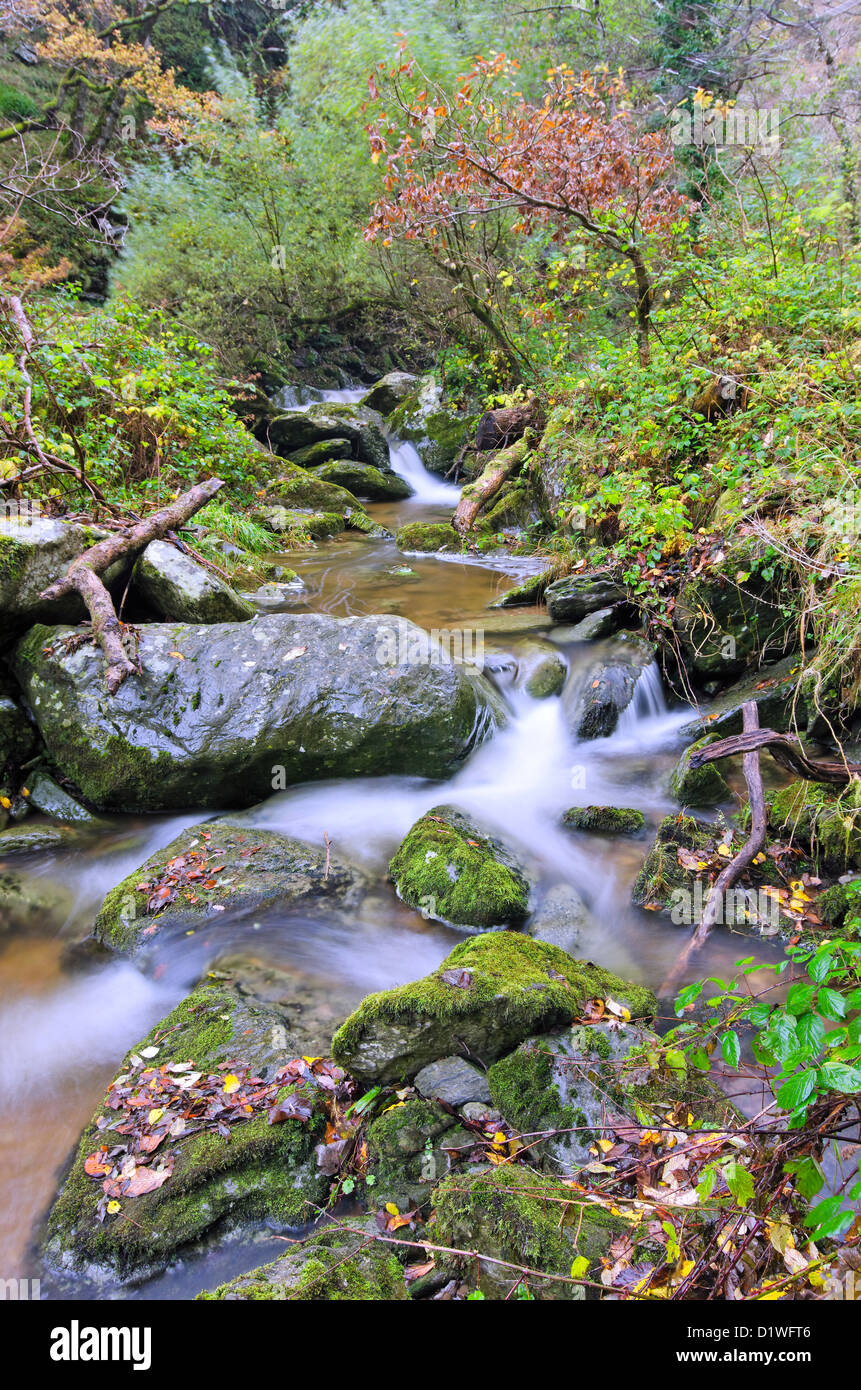 Ferns waterfall fern hi-res stock photography and images - Alamy