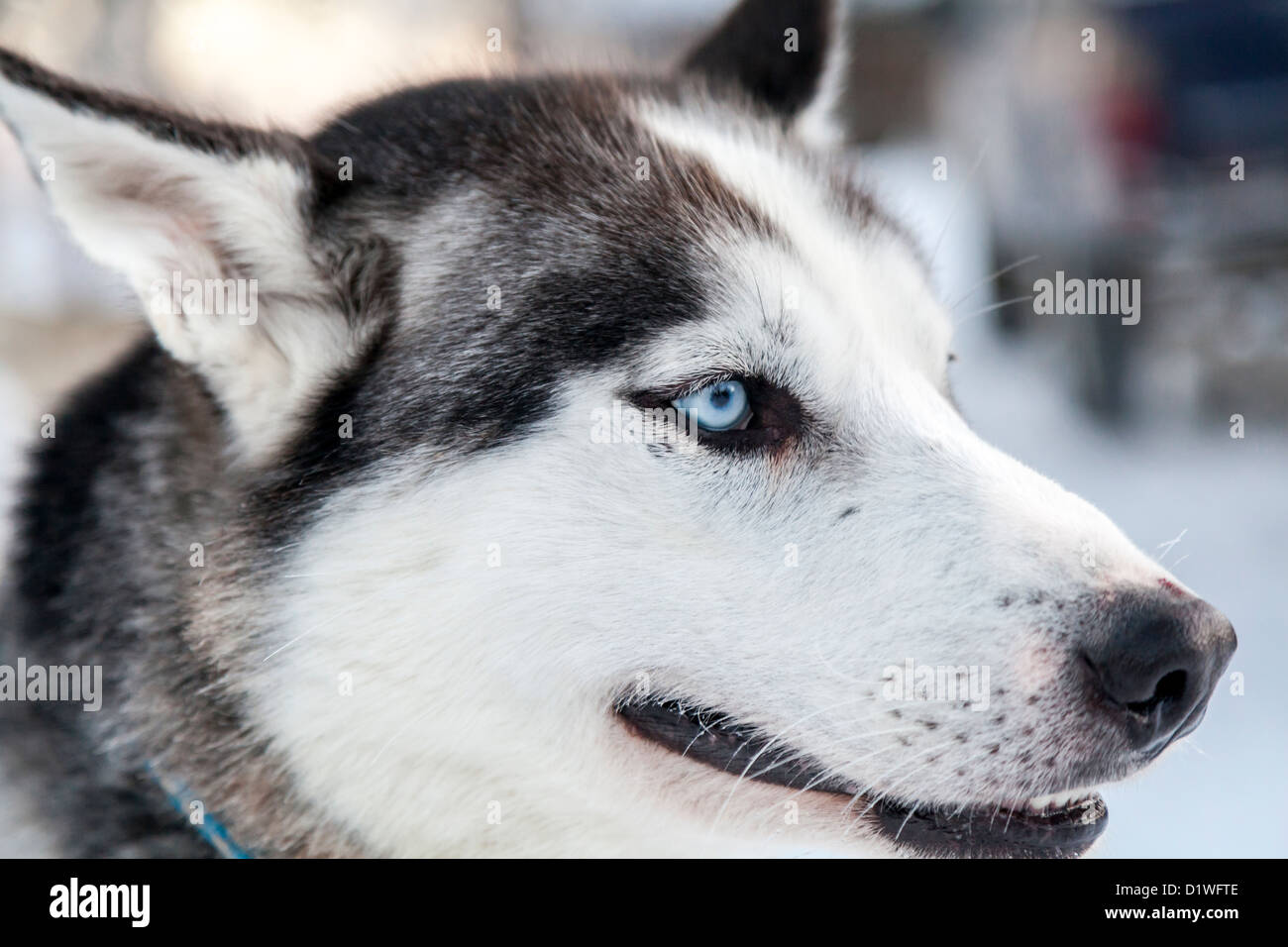 Headshot of a husky dog in Inari, Lapland, Finland Stock Photo - Alamy
