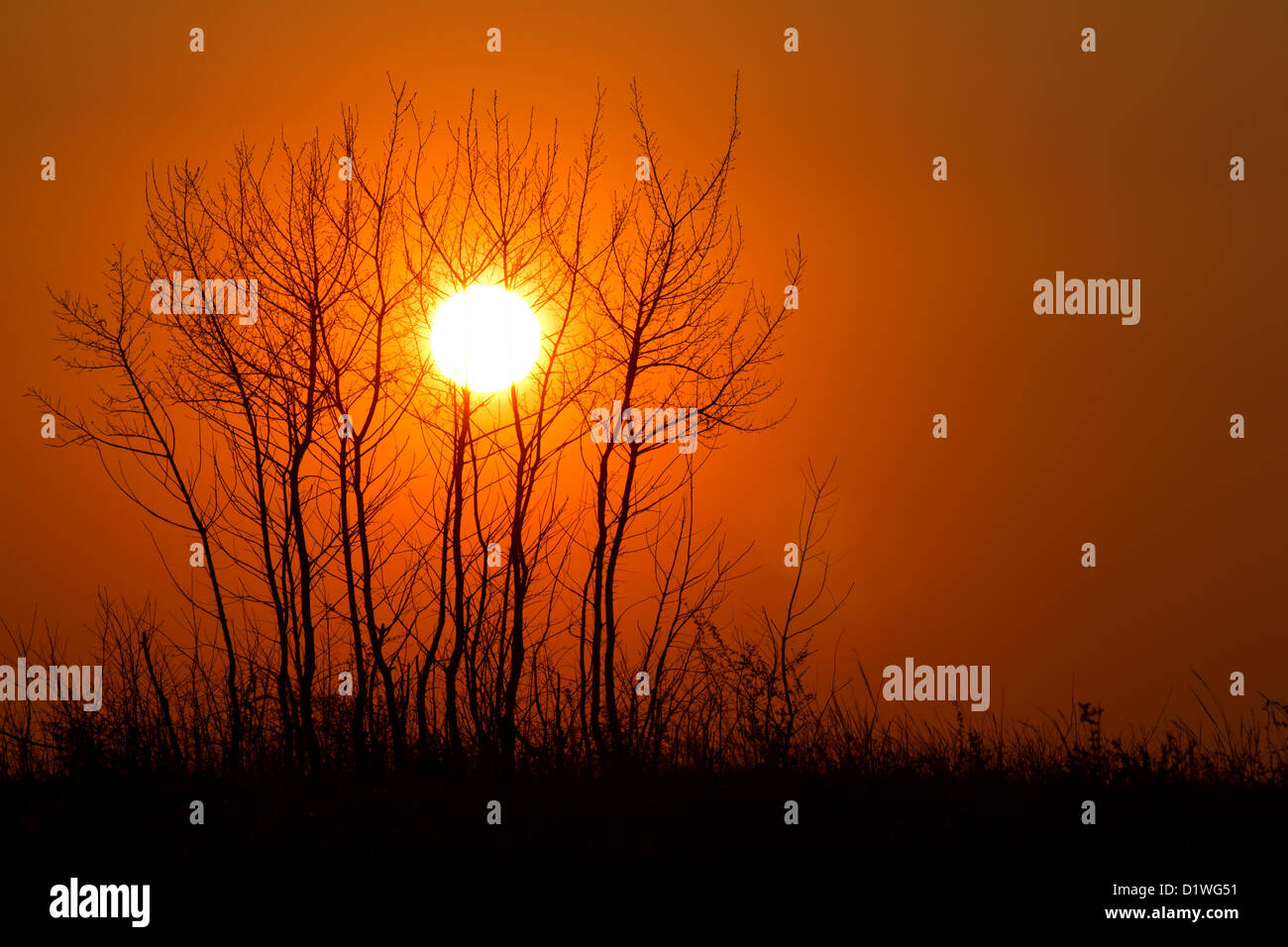Beautiful sunset with trees Stock Photo - Alamy
