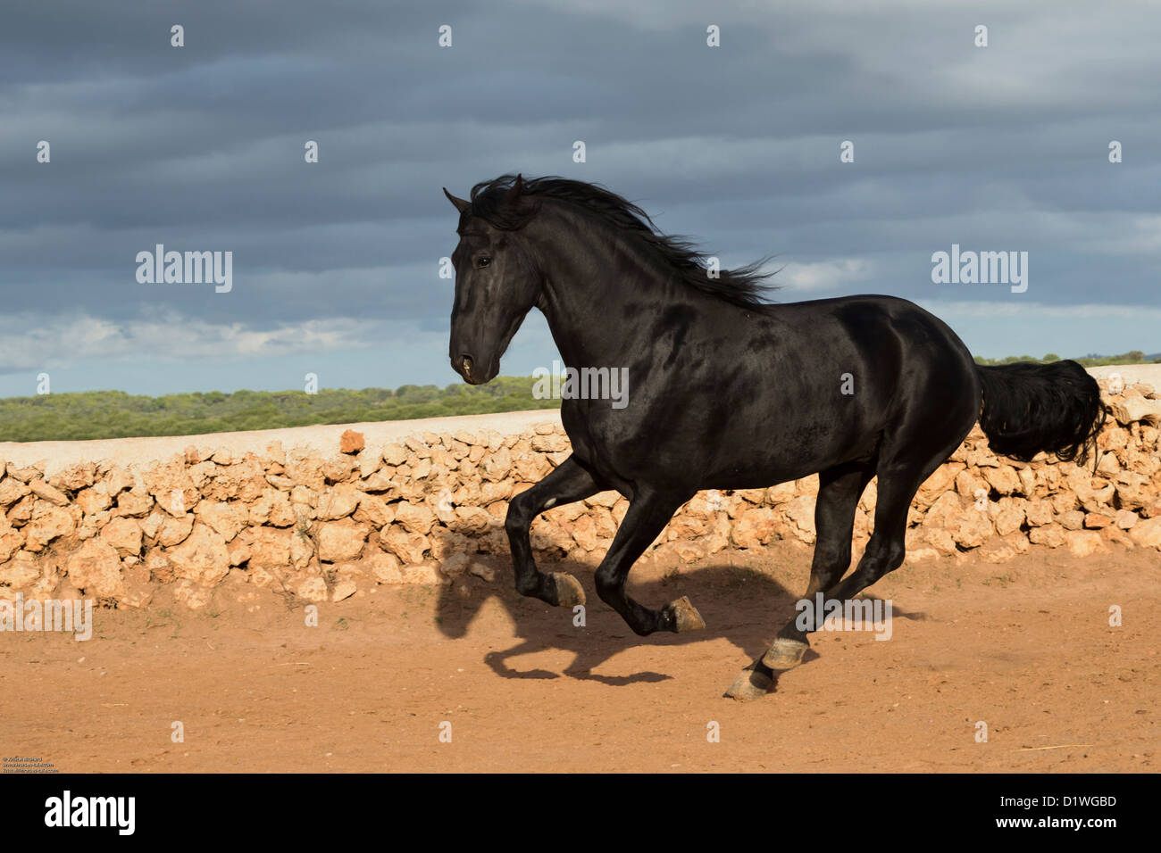 horse stallion Menorquin Menorca animal Spain run Stock Photo - Alamy