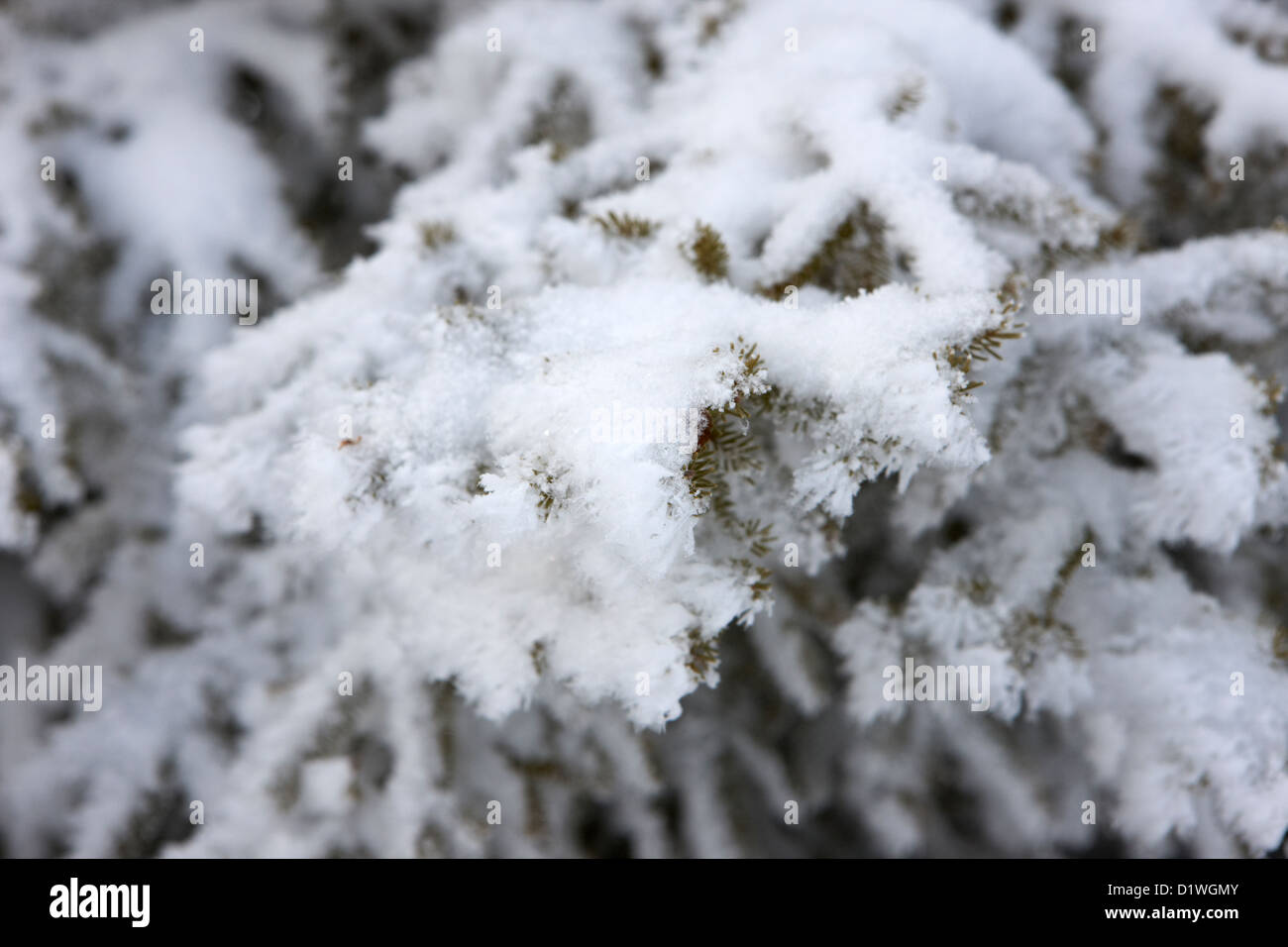 Deep fir hi-res stock photography and images - Alamy