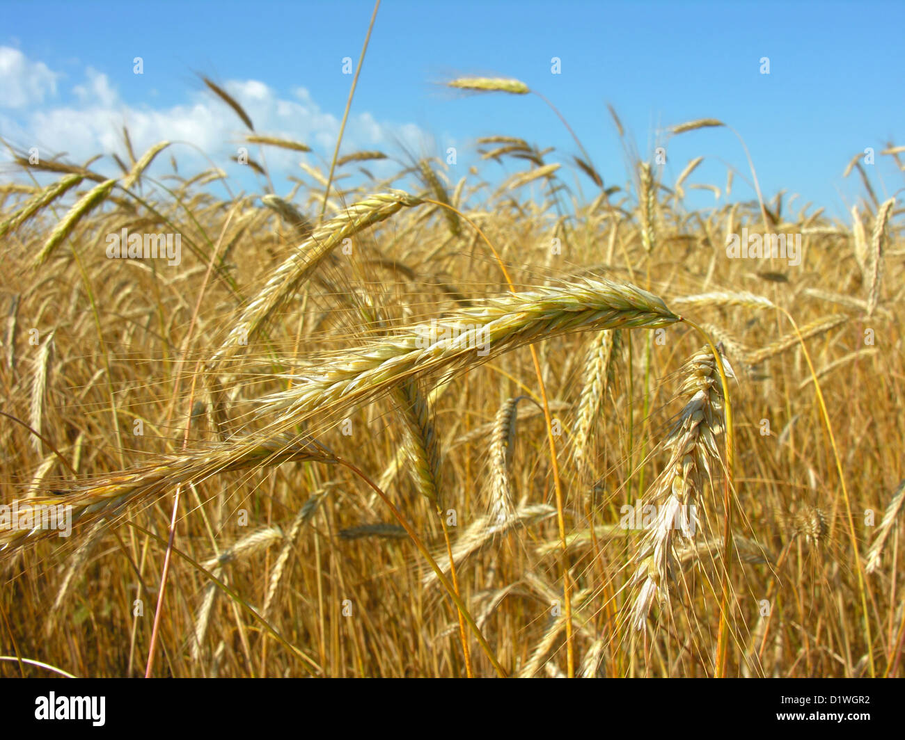 ripe rye field Stock Photo - Alamy