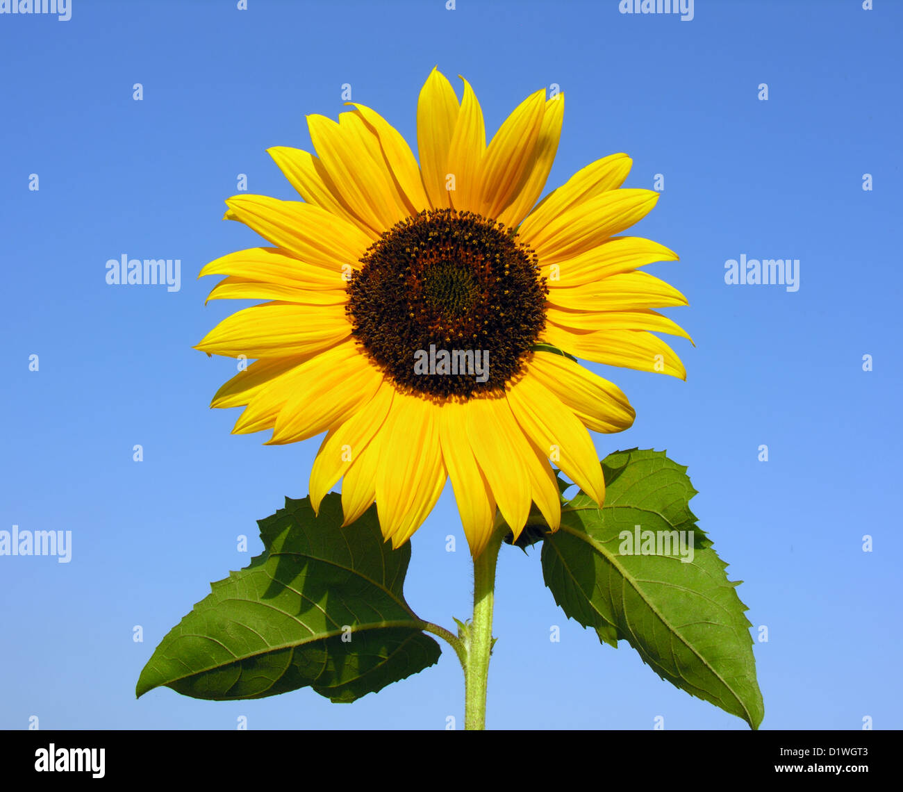 Single flower blooming hi-res stock photography and images - Alamy
