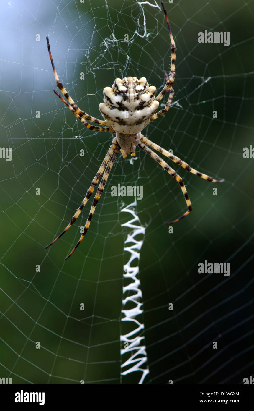 Lobed Argiope, Argiope lobata spider in web. Spain Stock Photo - Alamy