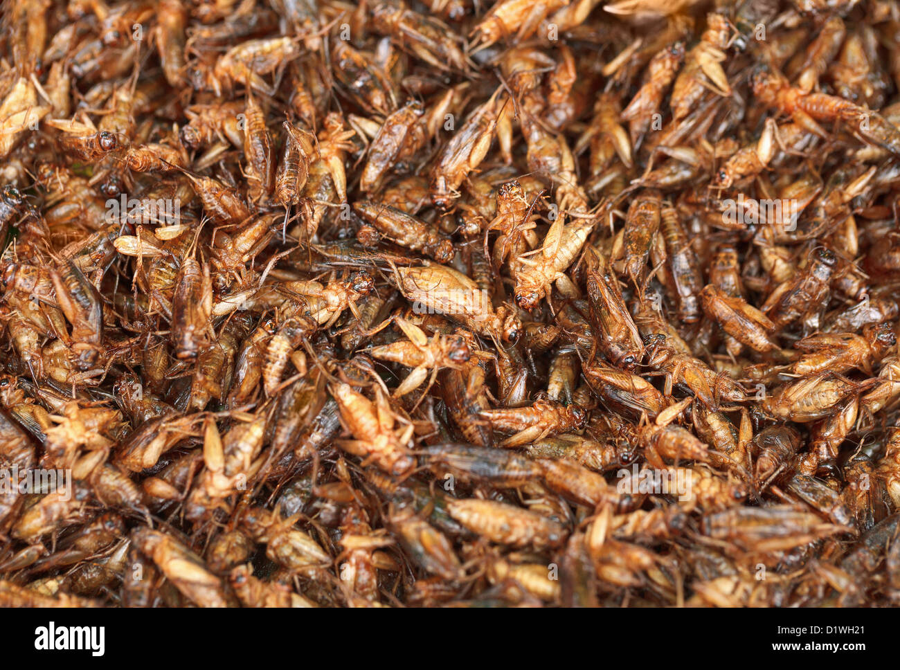 Fried crickets on the counter of the eastern market Stock Photo - Alamy