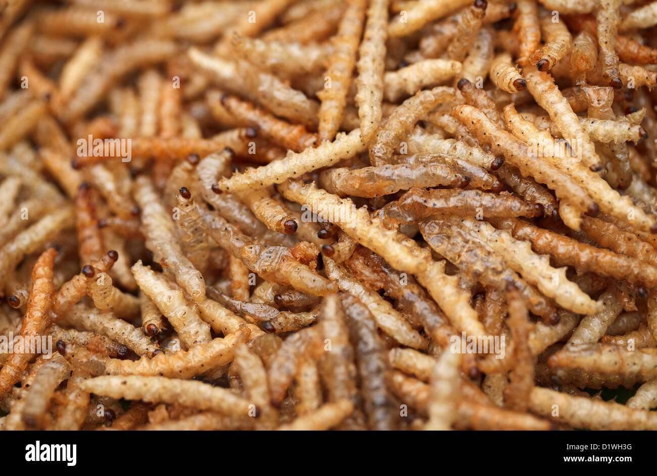 Fried edible larvae bamboo moth close-up - Crambidae Stock Photo - Alamy