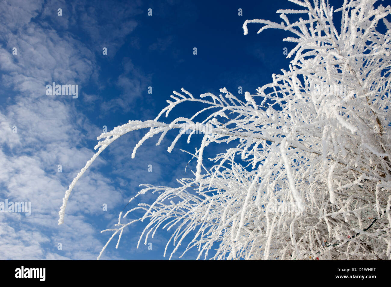 hoar frost on bare tree branches during winter Forget Saskatchewan ...