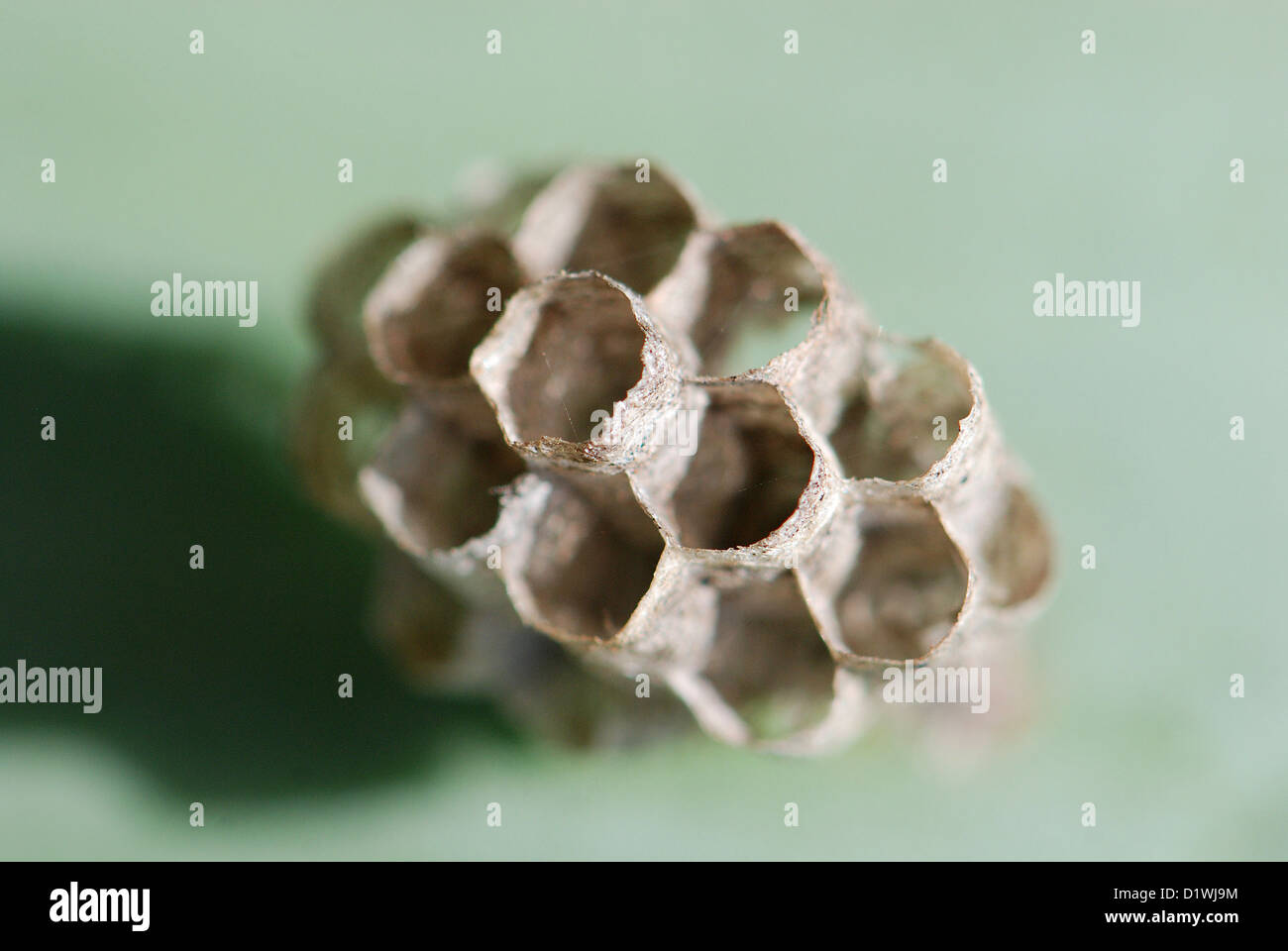 Paper wasps hive hi-res stock photography and images - Alamy