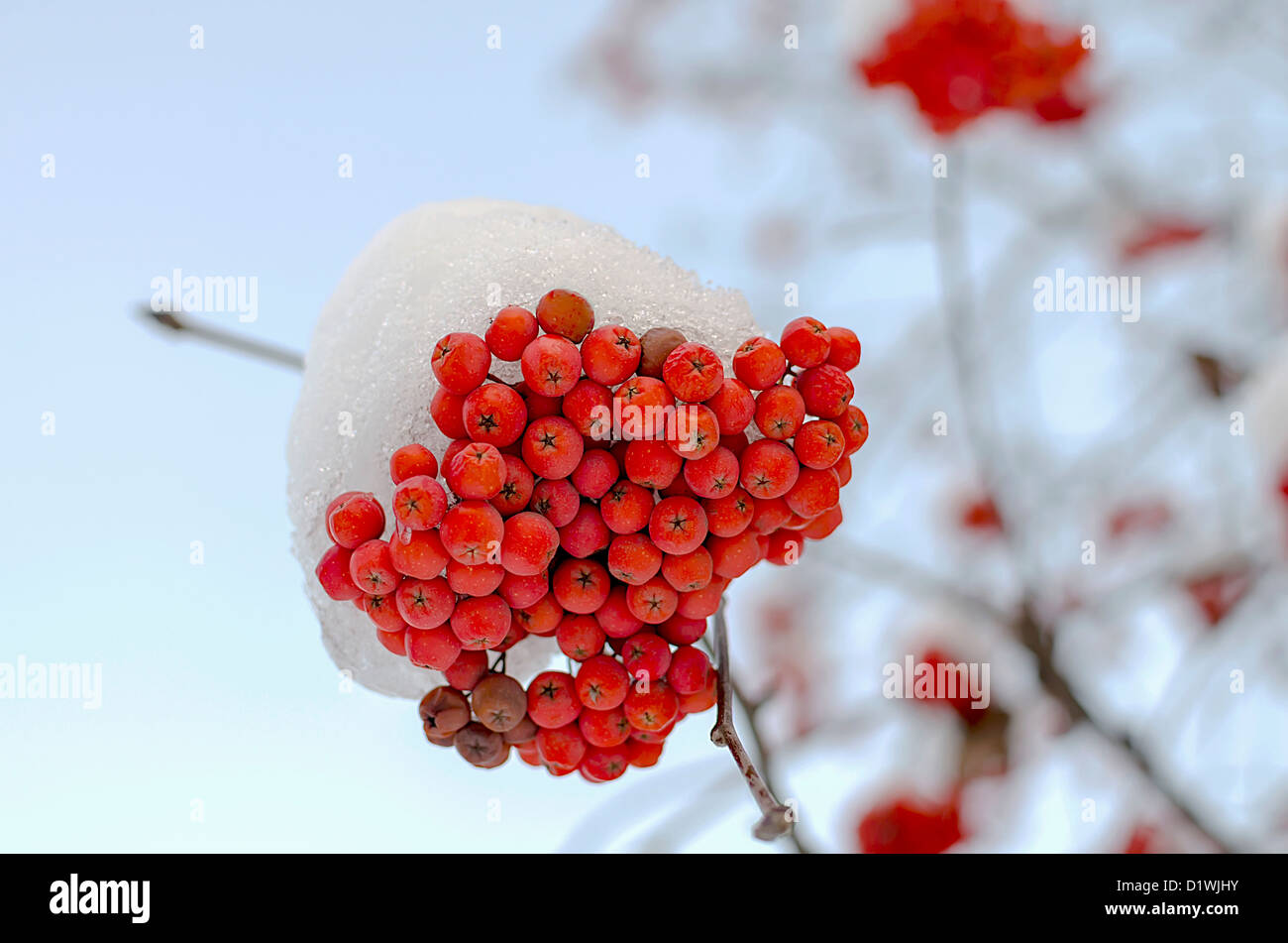 Rowanberry hi-res stock photography and images - Alamy