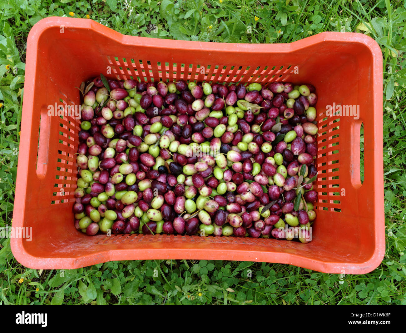 box with olives Stock Photo - Alamy