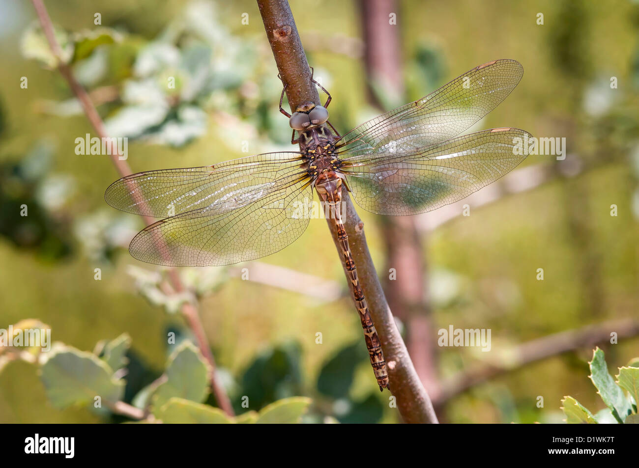 Boyeria irene, female, Sesimbra, Portugal Stock Photo - Alamy