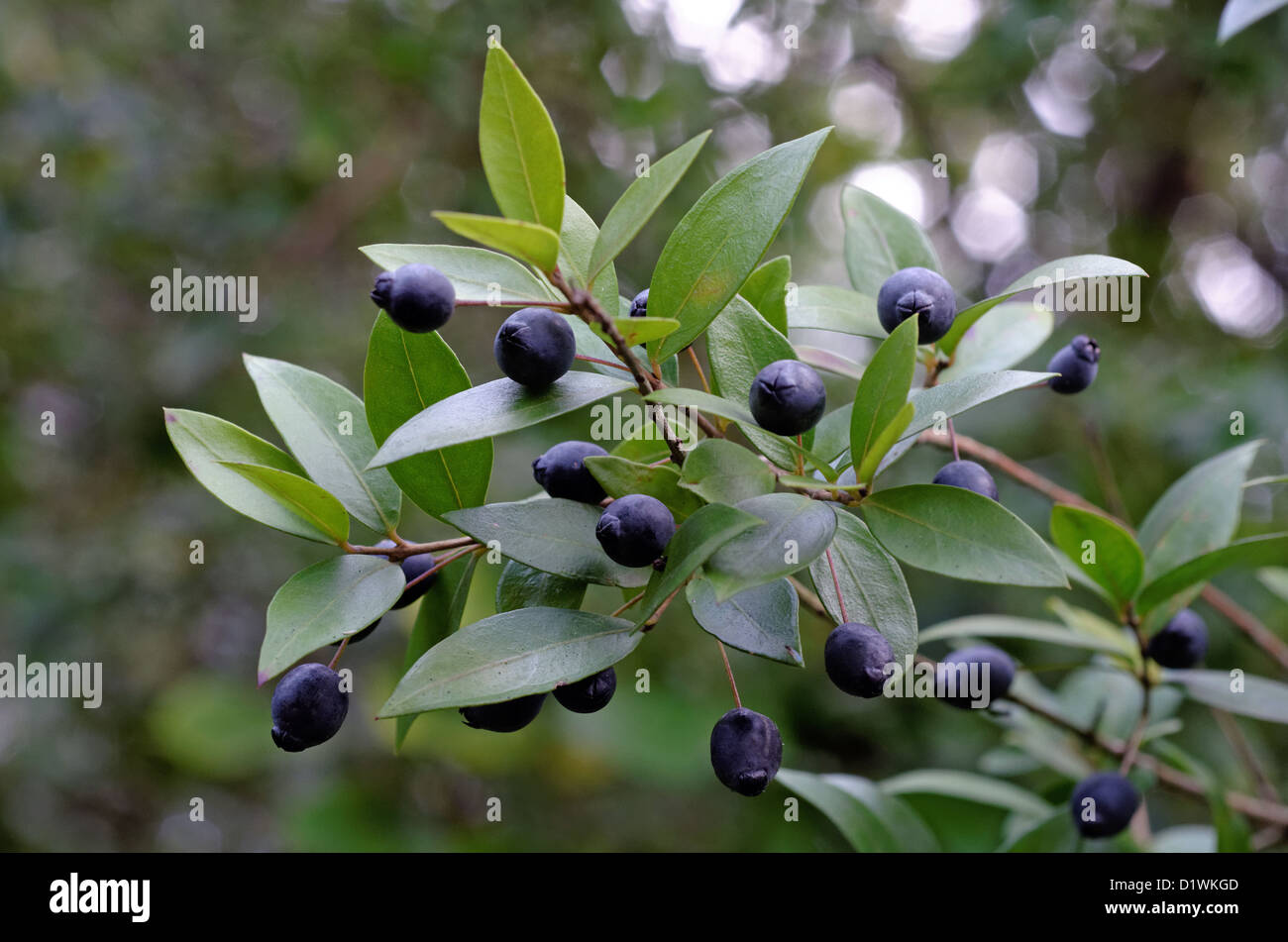 Berries of myrtle hi-res stock photography and images - Alamy