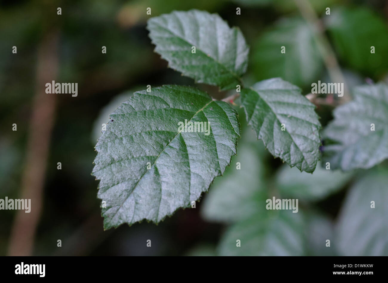 Bramble leaves hi-res stock photography and images - Alamy