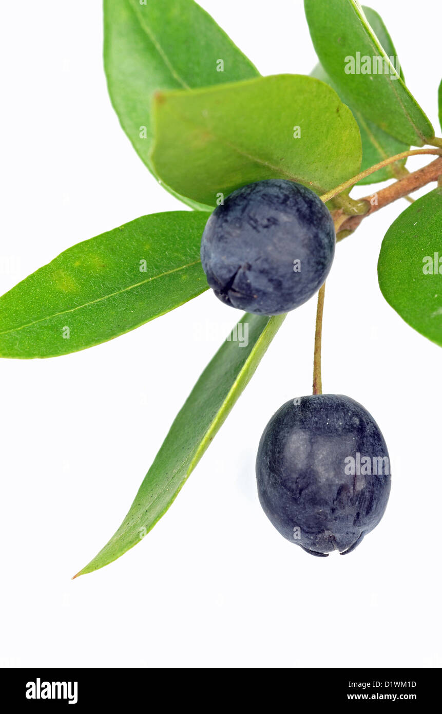 Berries of myrtle hi-res stock photography and images - Alamy