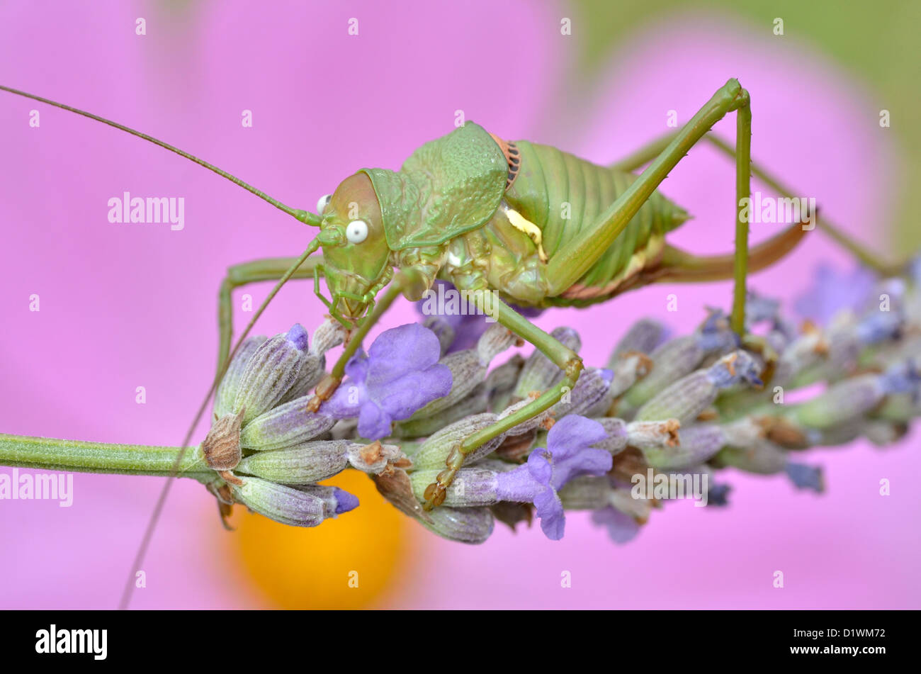 Macro of green female grasshopper of the ephippigera genus on lavender ...