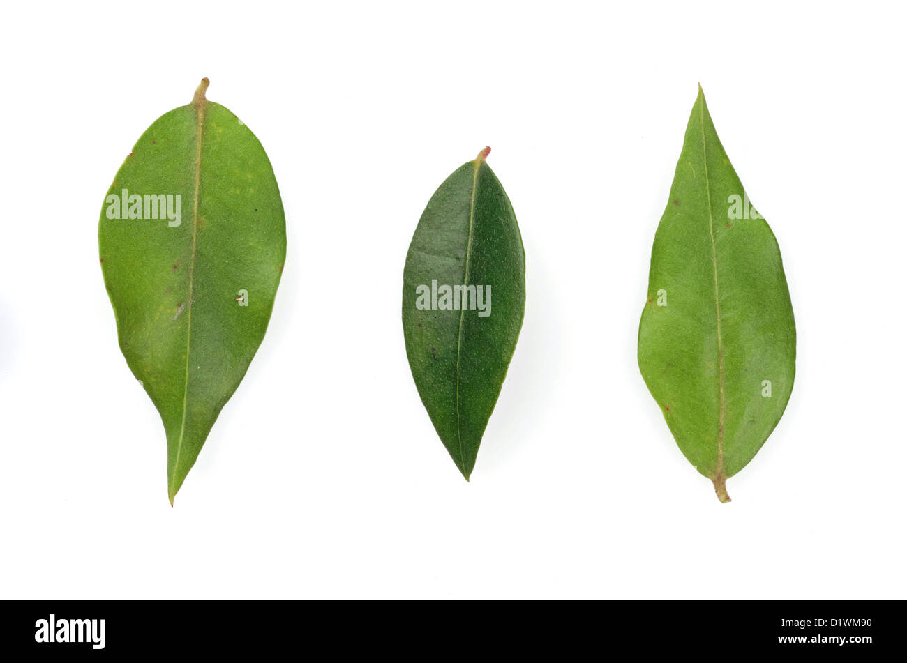 Myrtle leaves hi-res stock photography and images - Alamy
