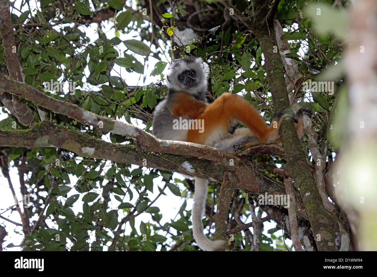 Diademed sifaka in canopy of tree in forest in Madagascar Stock Photo ...
