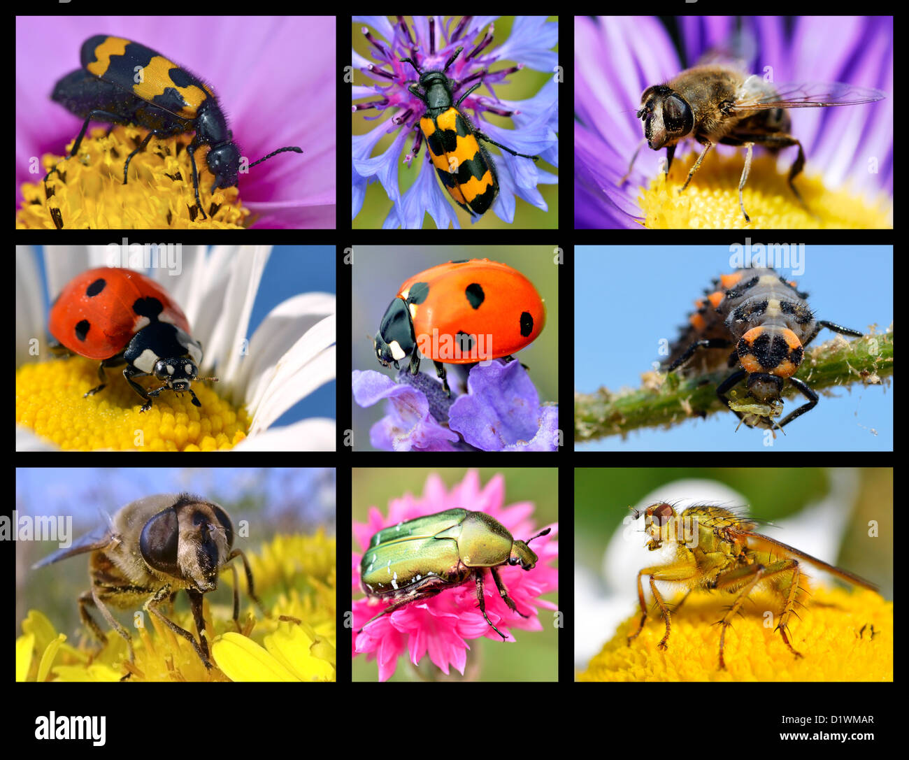 Nine insects hi-res stock photography and images - Alamy