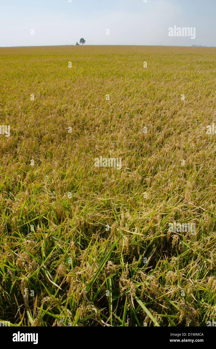Harvest of rice spain hi-res stock photography and images - Alamy