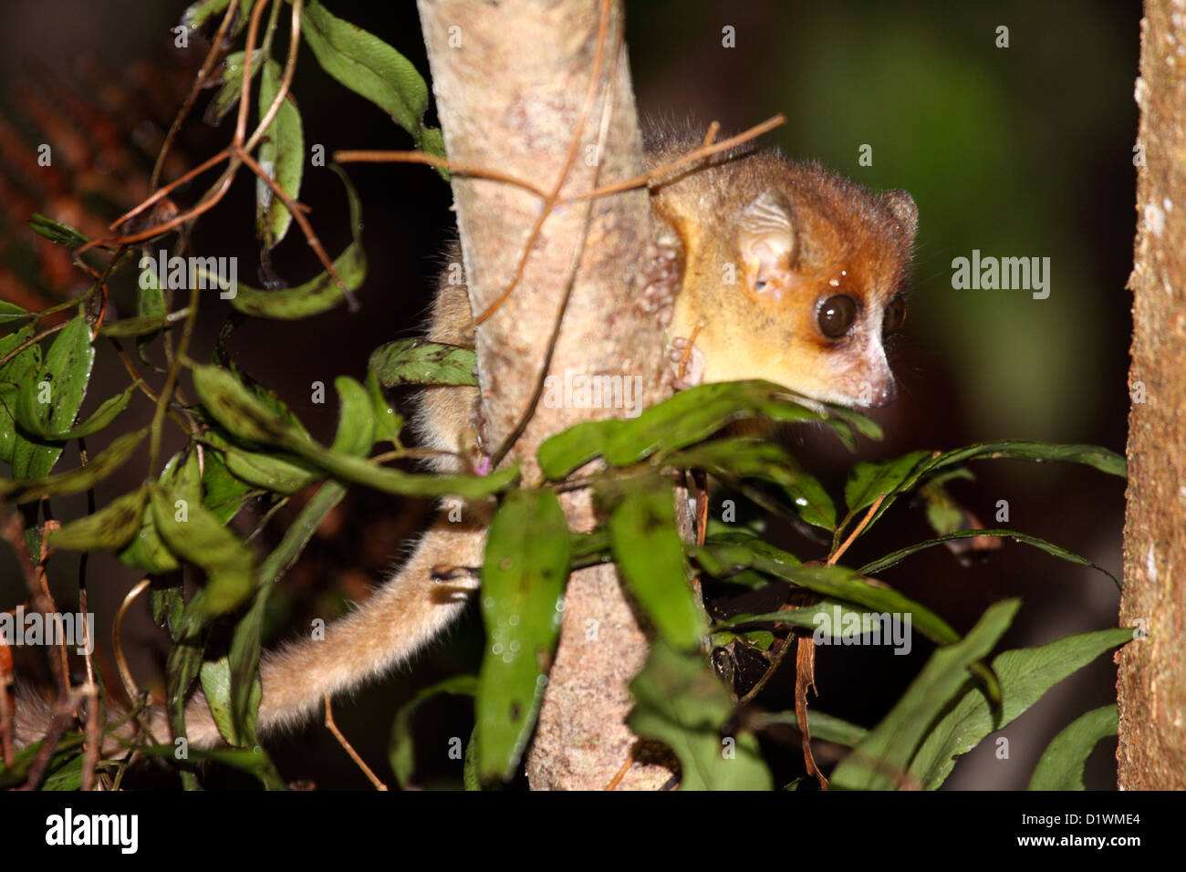 Mouse lemurs hi-res stock photography and images - Alamy