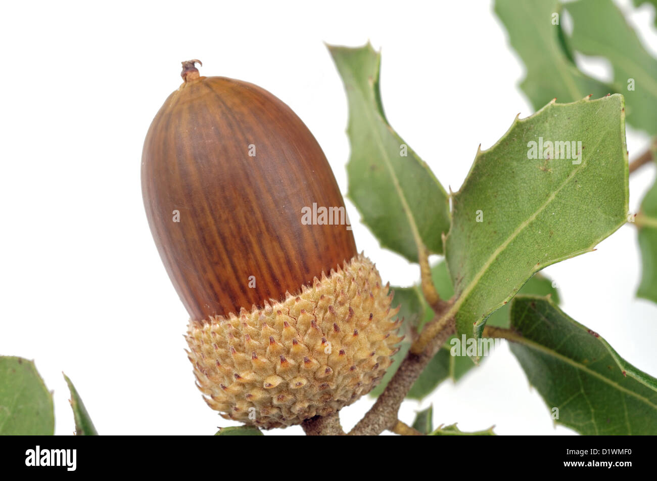 of oak leaves and acorns Stock Photo - Alamy