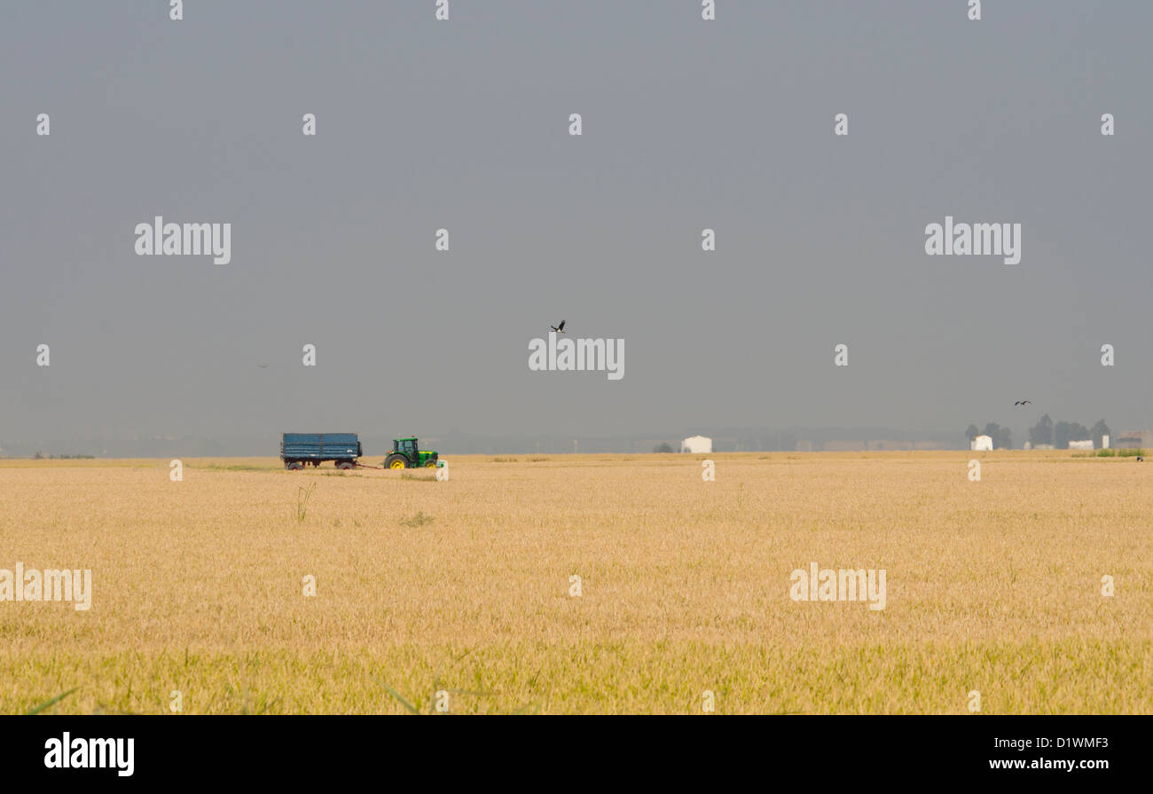 Rice paddy field europe hi-res stock photography and images - Alamy