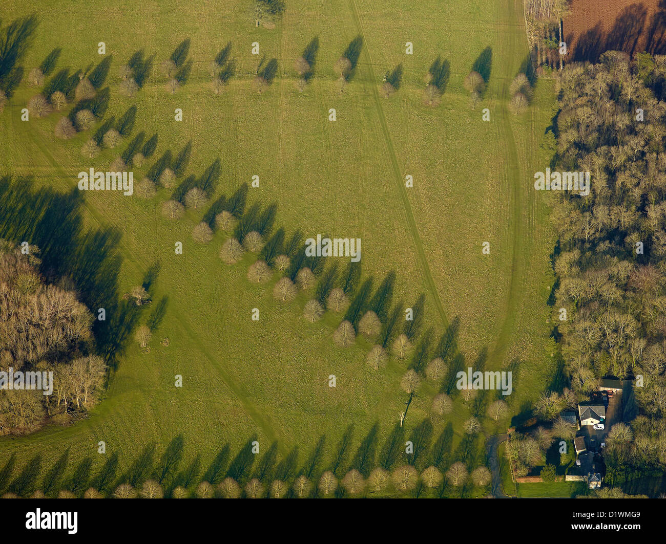 Lines of Parkland Trees, near Swindon, Wiltshire, South West England ...