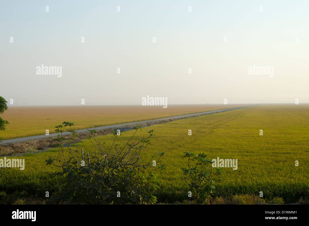 Endless road through spanish rice fields near Seville, Spain Stock ...