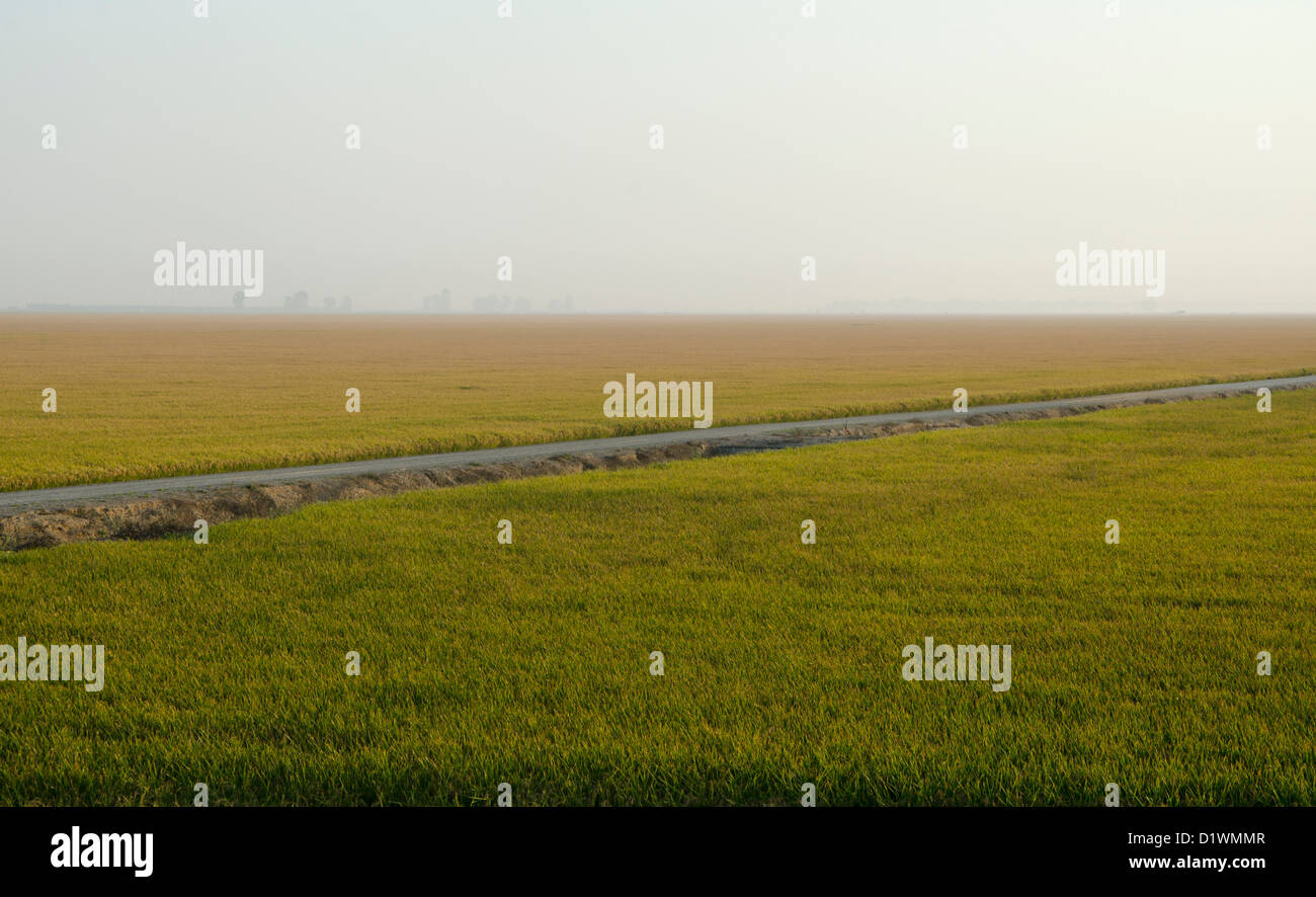 Harvest of rice spain hi-res stock photography and images - Alamy