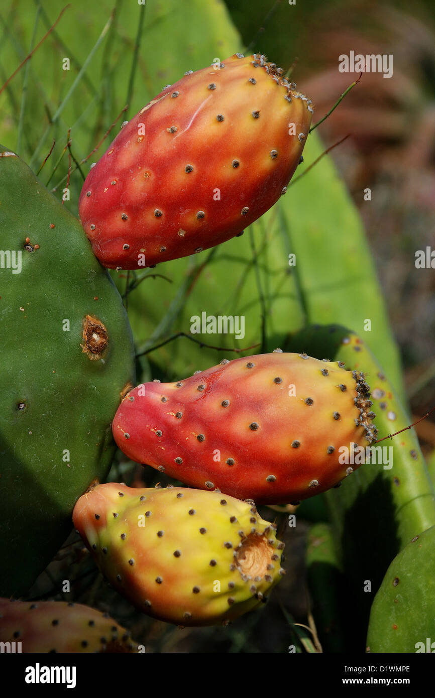 Cactus figs hi-res stock photography and images - Alamy