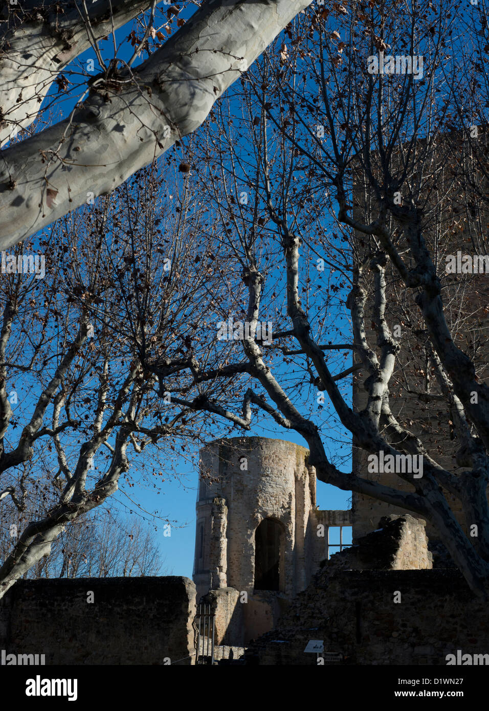 Plane trees in provence hi-res stock photography and images - Alamy