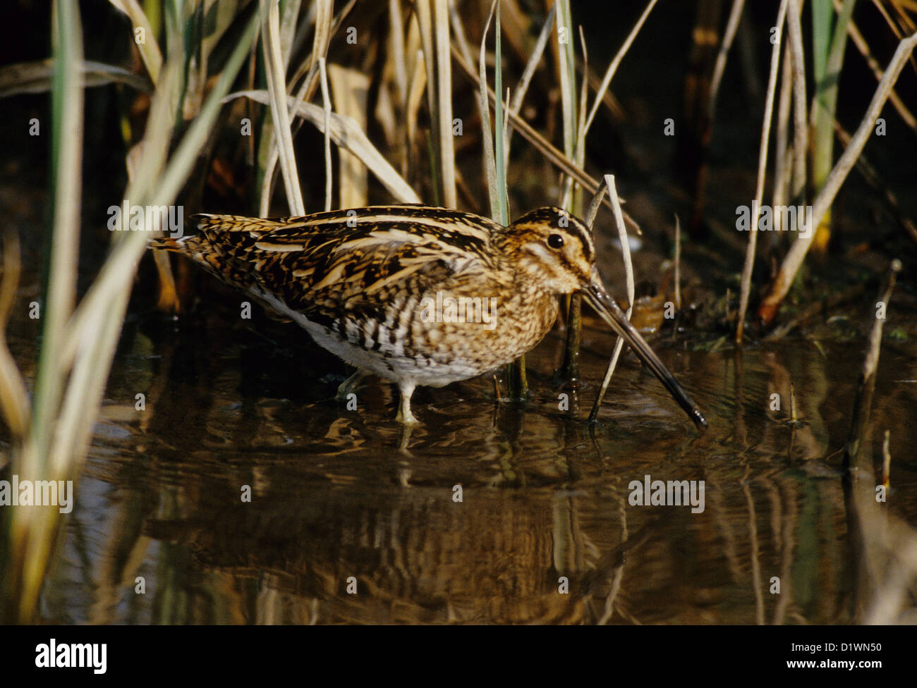 A common snipe feeding in water UK Stock Photo - Alamy